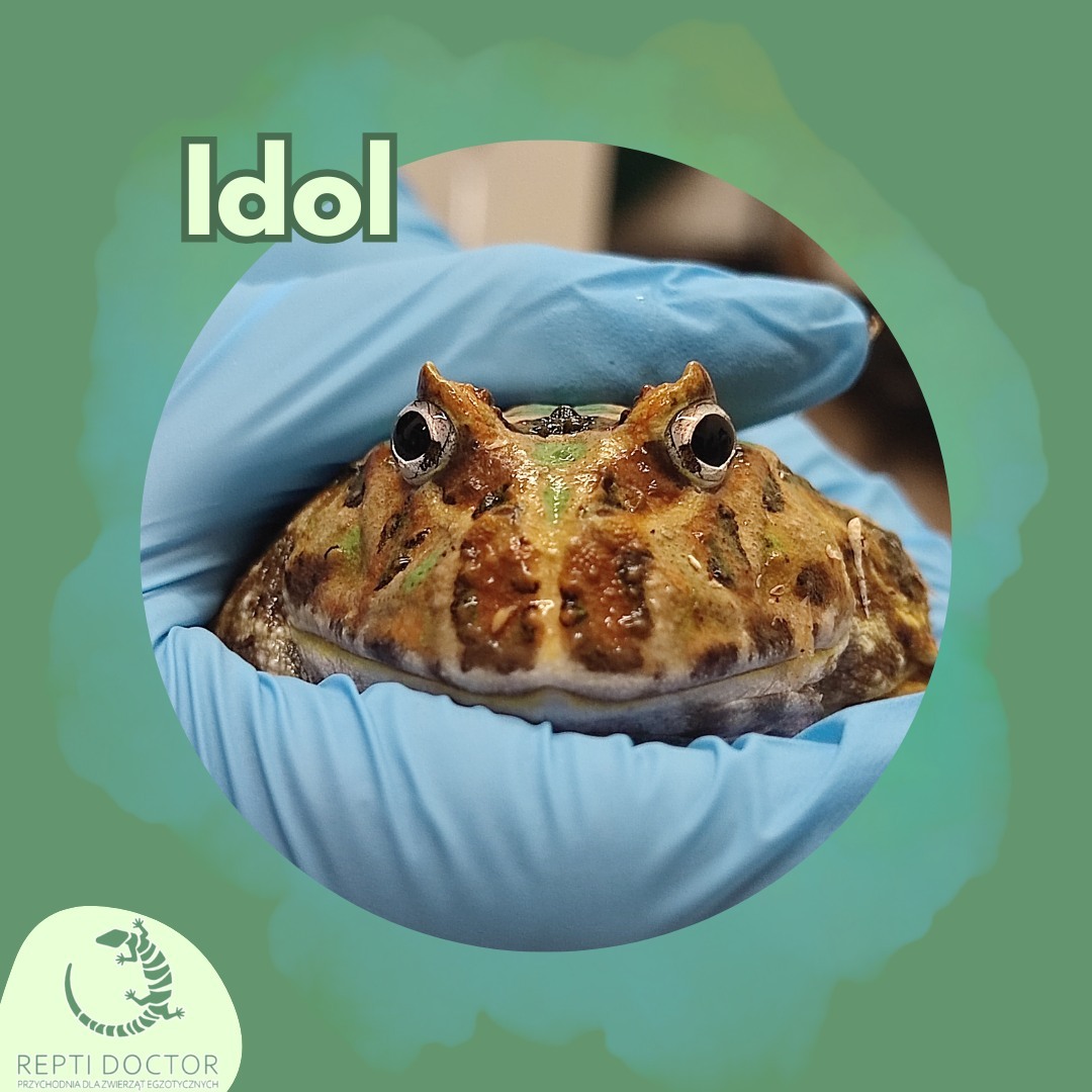 Repti Doctor >> Pan Idol